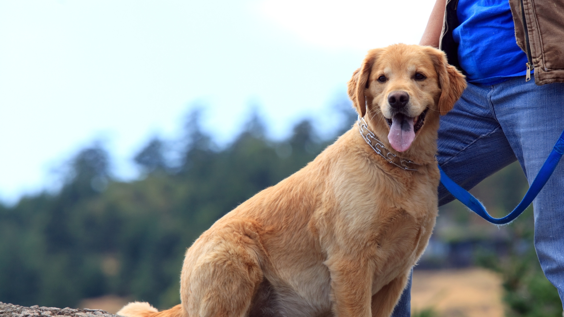 Quality-of-Life Scales | Sheridan Pet Care